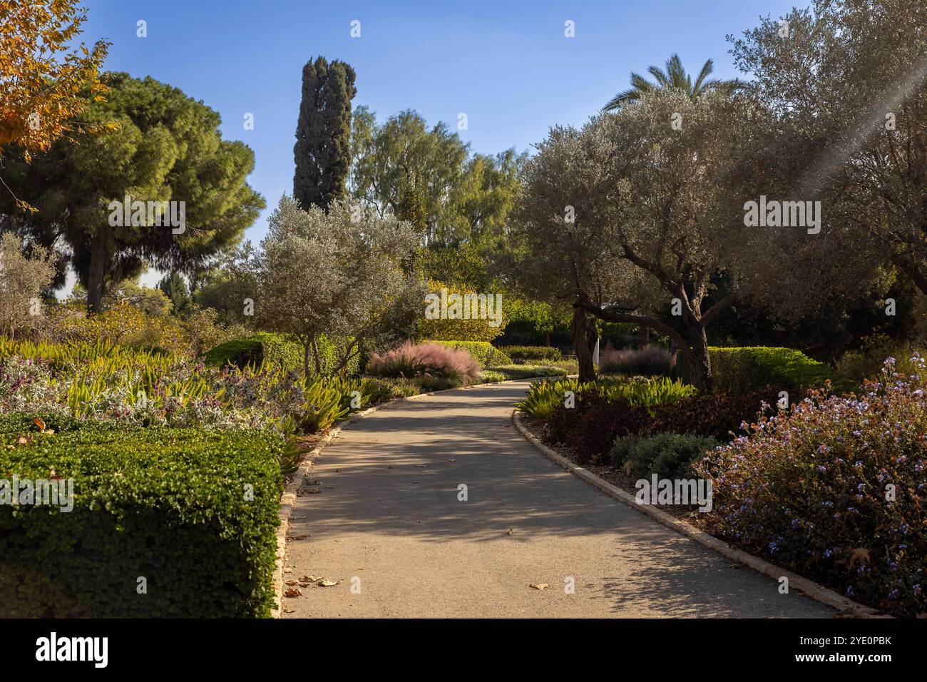 A path in a well-kept Israeli park among fragrant herbs, palm trees ...
