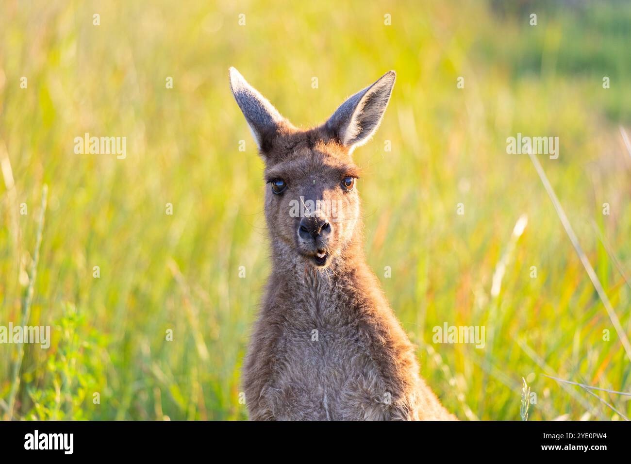 Funny adult kangaroo animal hi-res stock photography and images - Alamy