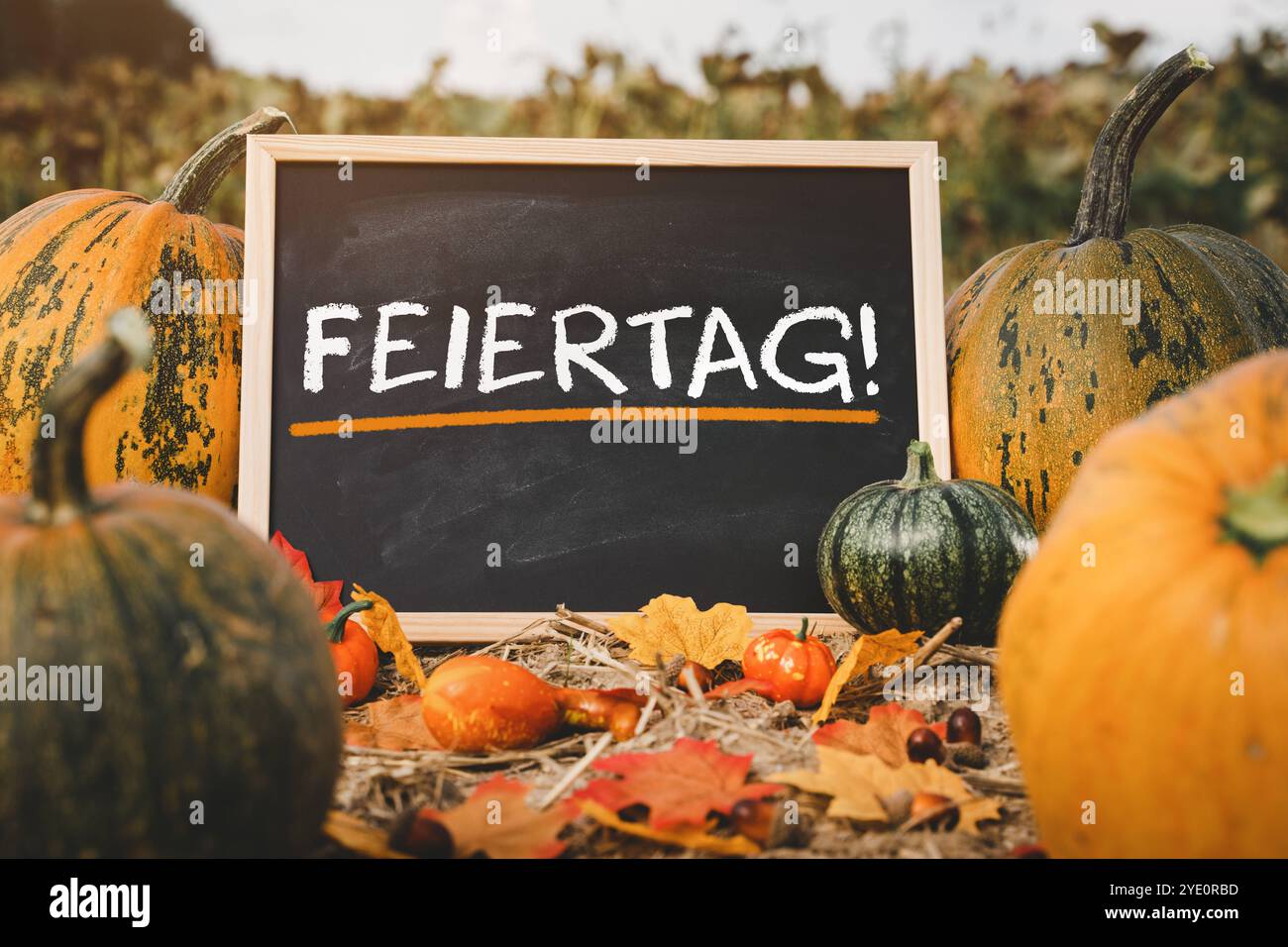 October 28, 2024: Public holiday Sign, on a pumpkin patch in fall ...
