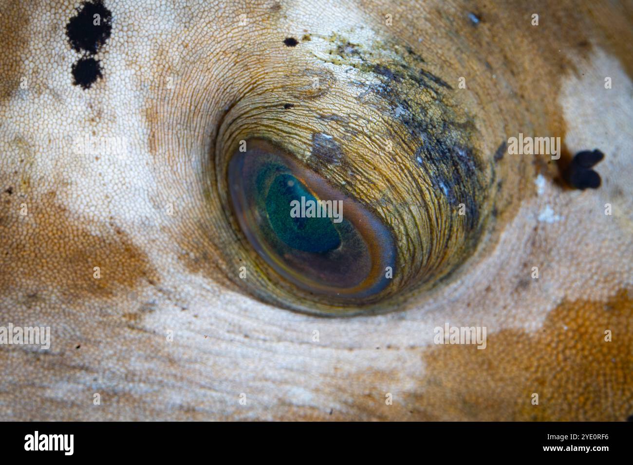Detail of a Blackspotted pufferfish, Arothron nigropunctatus, on a ...