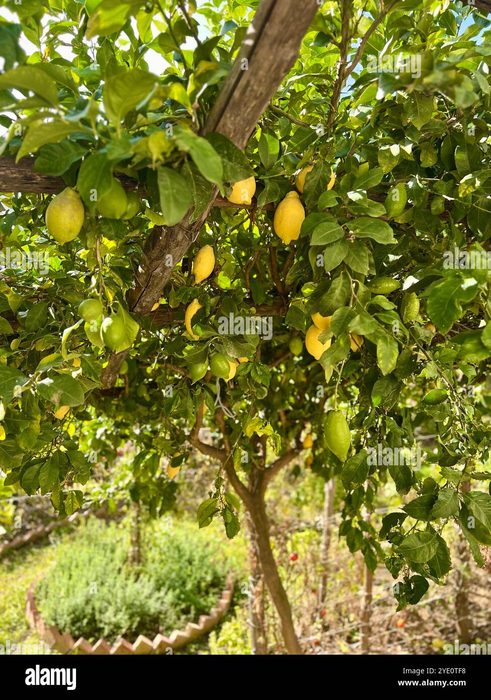 Lemon tree with yellow lemons in Positano ,Italy . High quality photo ...