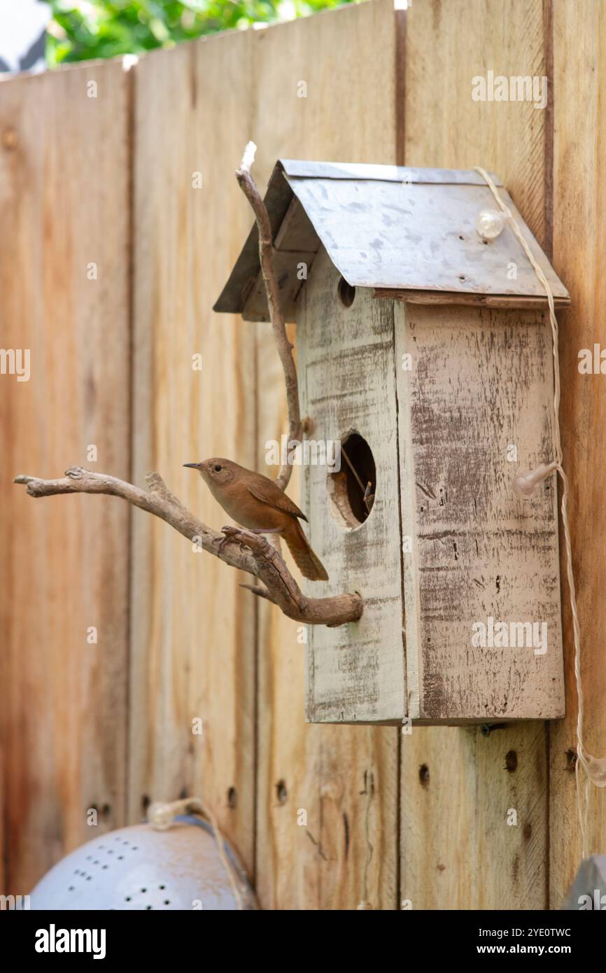 Bird perched on a branch in front of a wooden birdhouse in a garden ...