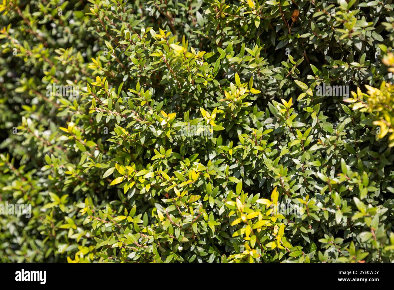 A compact evergreen shrub characterized by a dense growth habit ...
