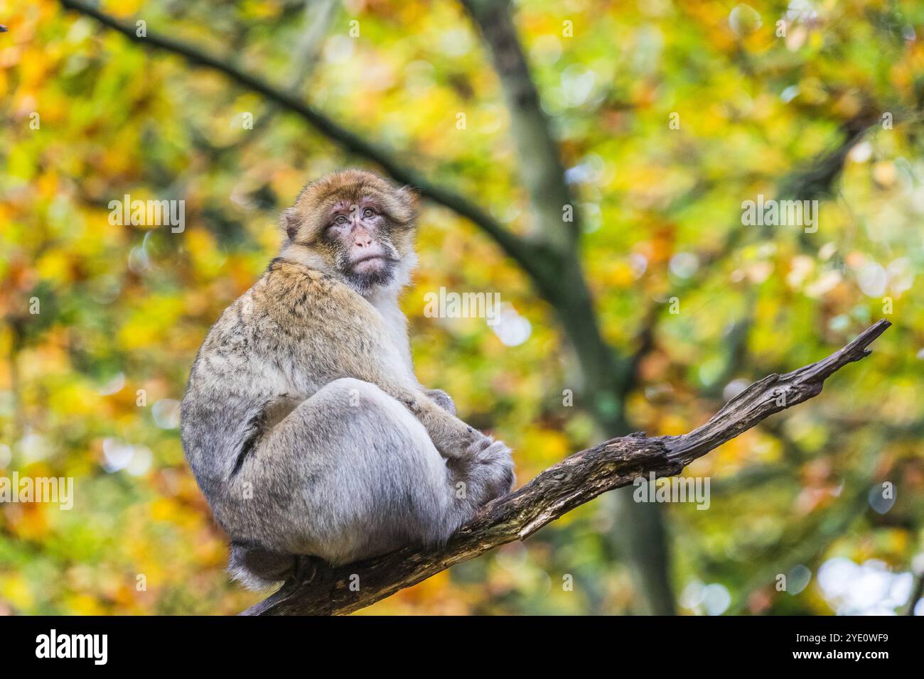 Barbary macaque sitting in a tree pictured against a warm background of ...