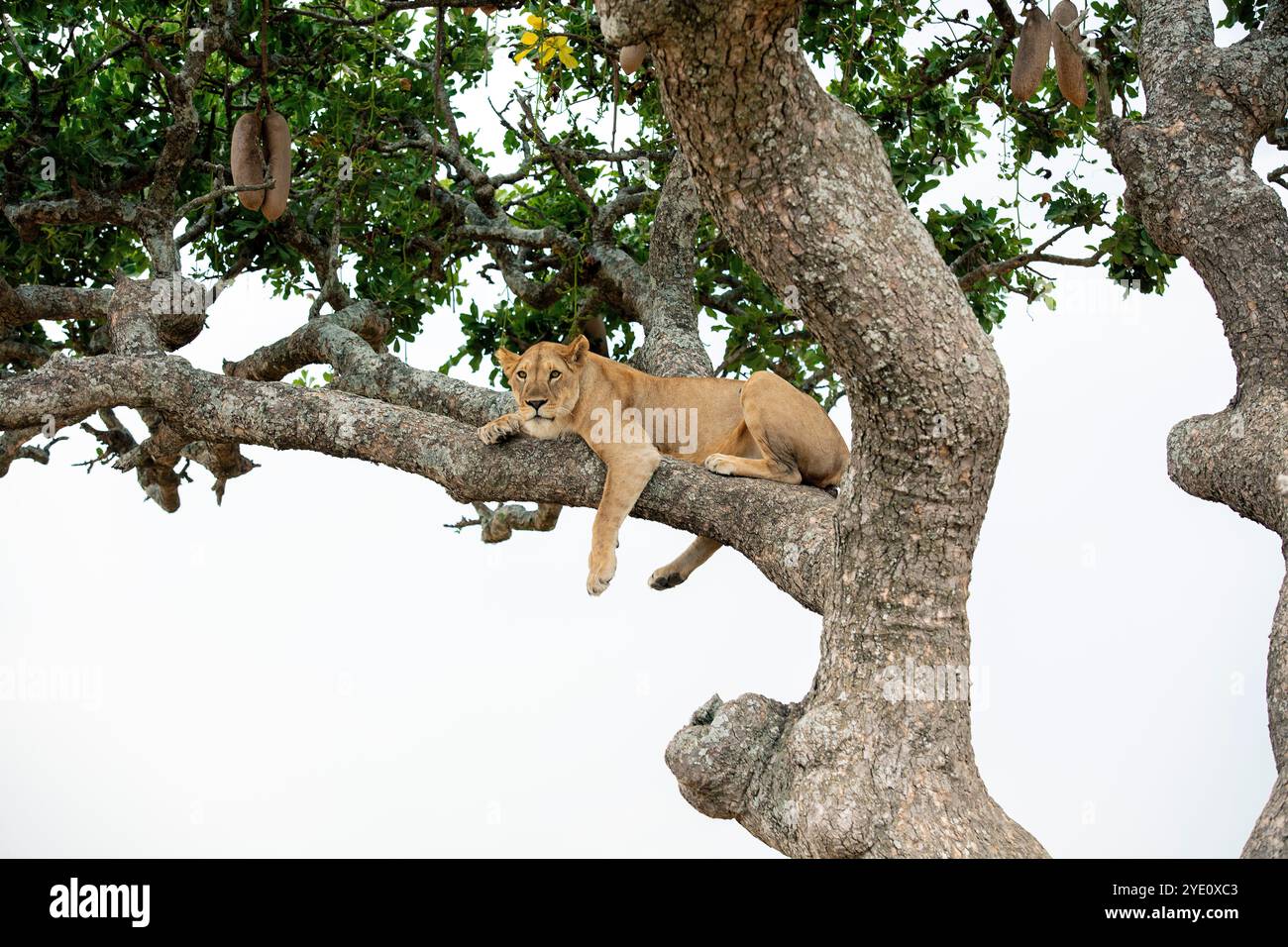 Female lion resting in hi-res stock photography and images - Alamy