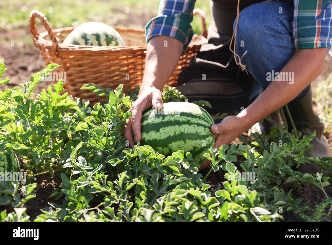 Field healthy organic watermelons hi-res stock photography and images ...