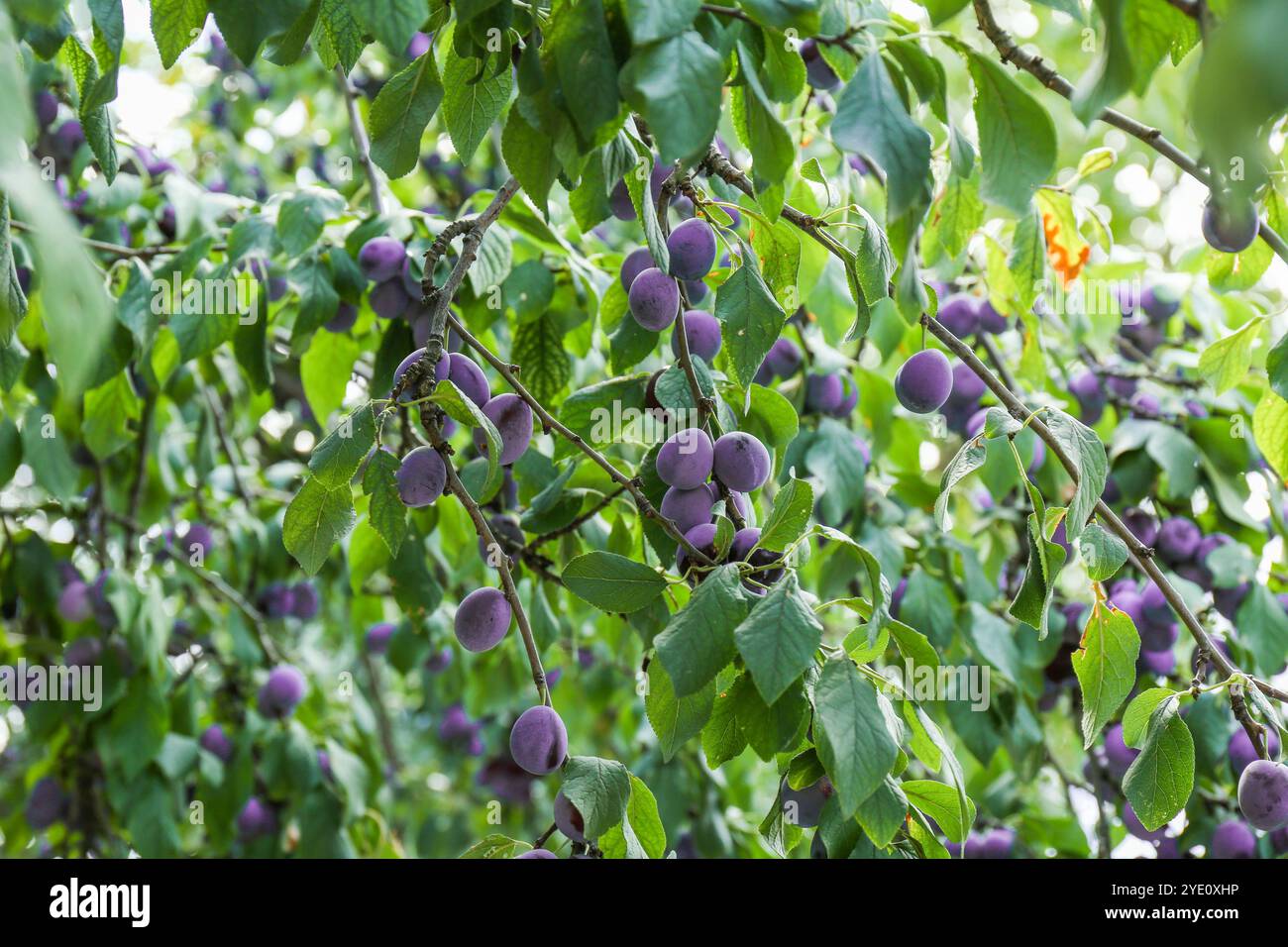 Plums autumn leaves growing hi-res stock photography and images - Alamy