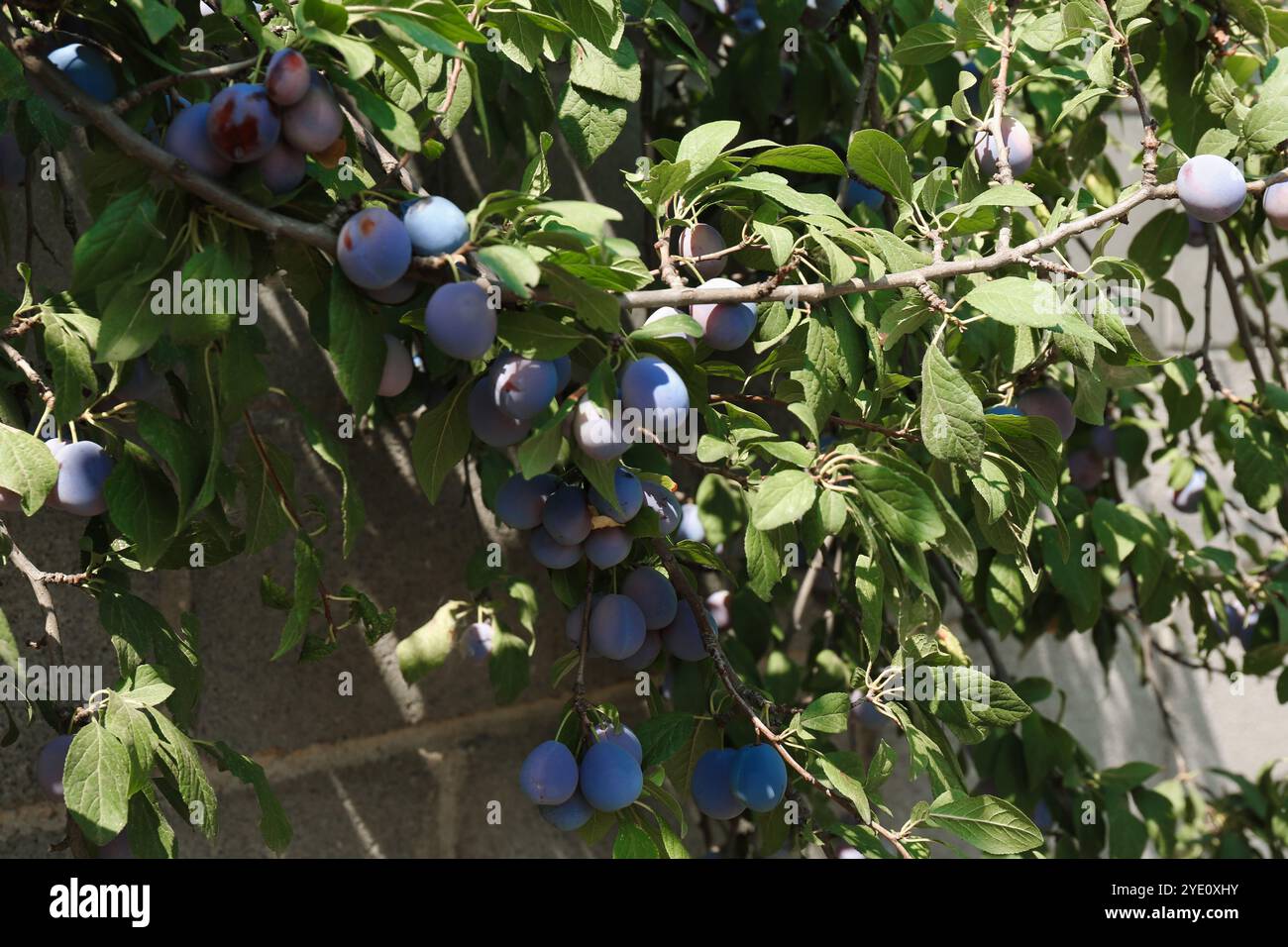 Tree growing over fence hi-res stock photography and images - Alamy