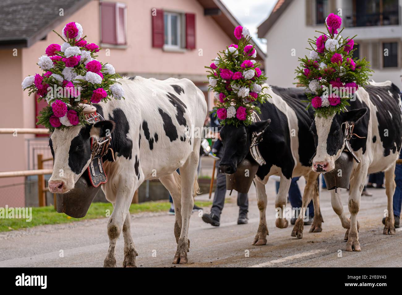 Cows decorated by flowers on the annual transhumance at Swiss desalpe ...