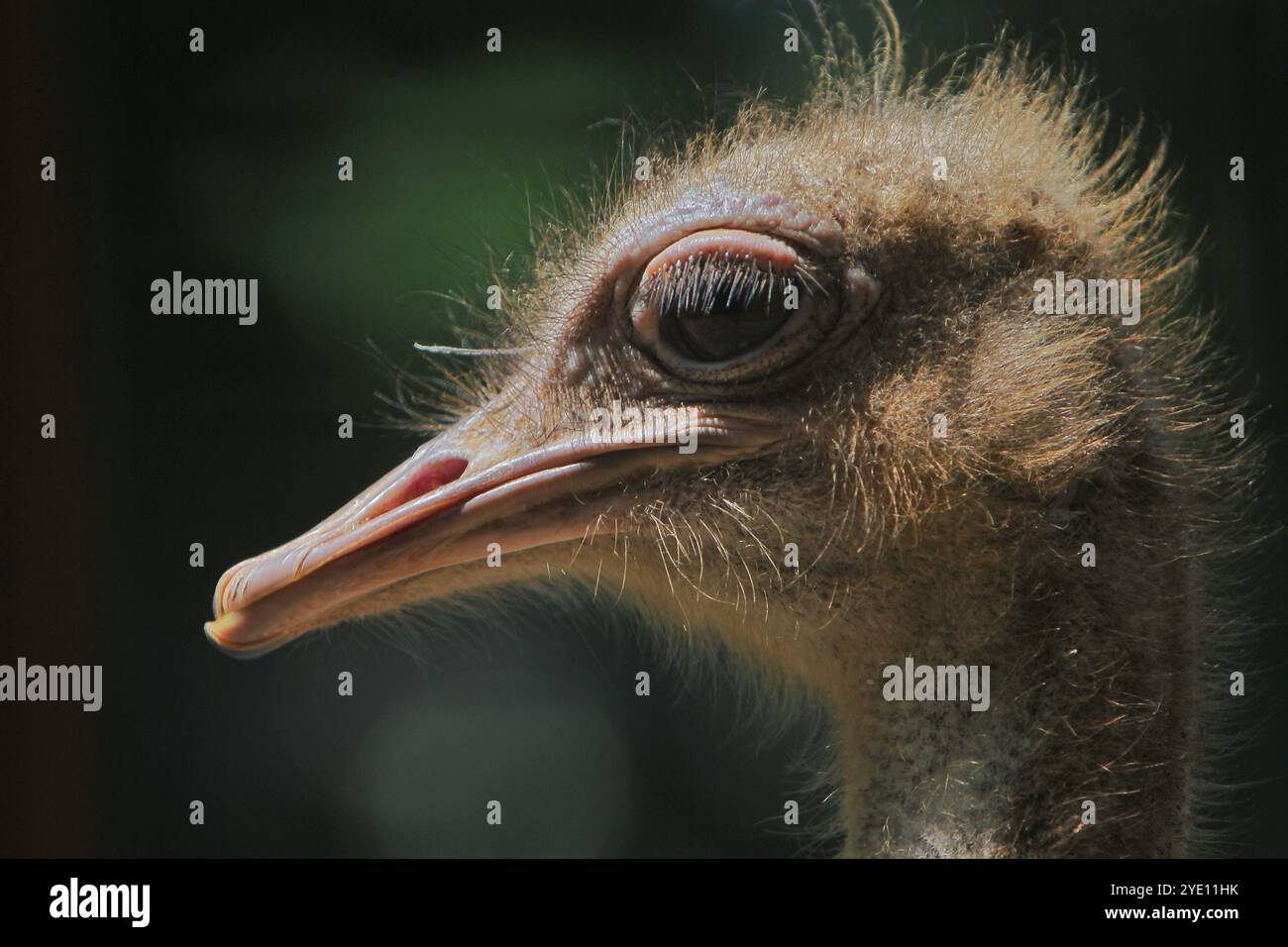 Ostrichs neck hi-res stock photography and images - Alamy