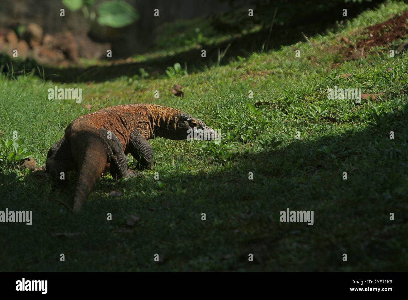a Komodo dragon crawling in the grass while looking back Stock Photo ...