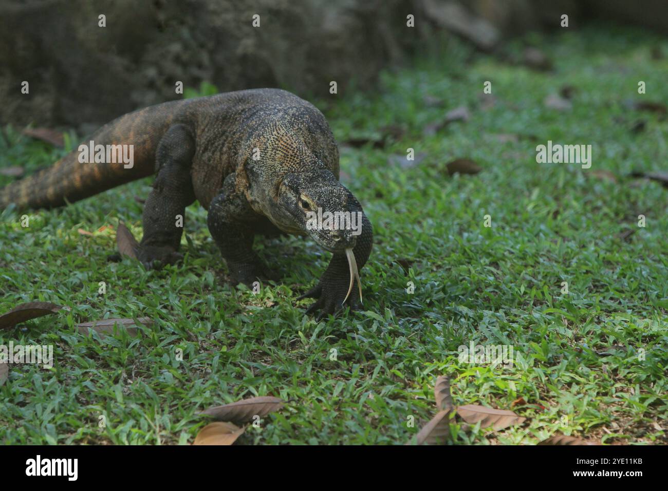 a young Komodo dragon is crawling on the rocks in the morning Stock ...
