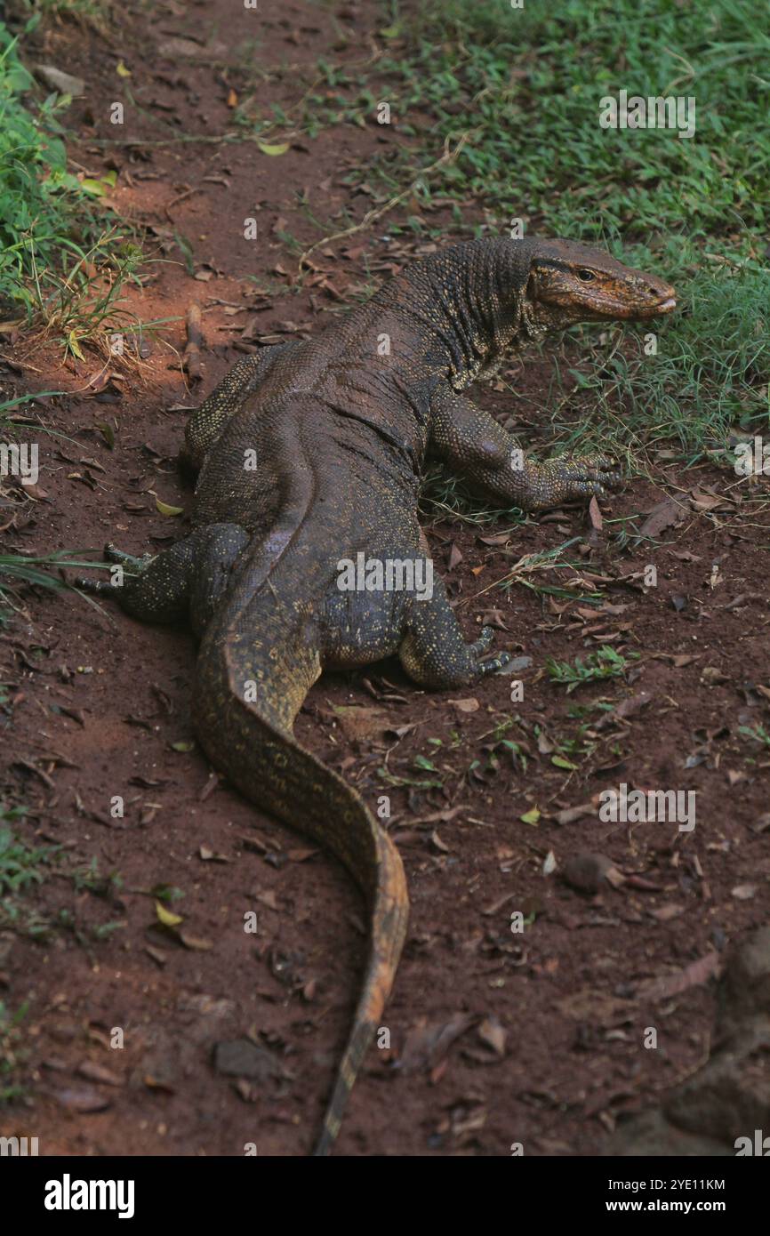 Long tongue monster hi-res stock photography and images - Alamy