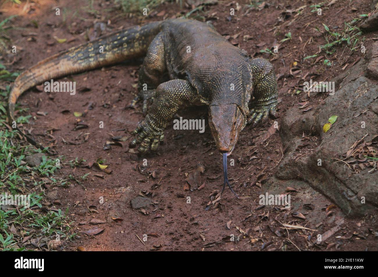 a salvator lizard was crawling on the ground towards its wallow Stock ...