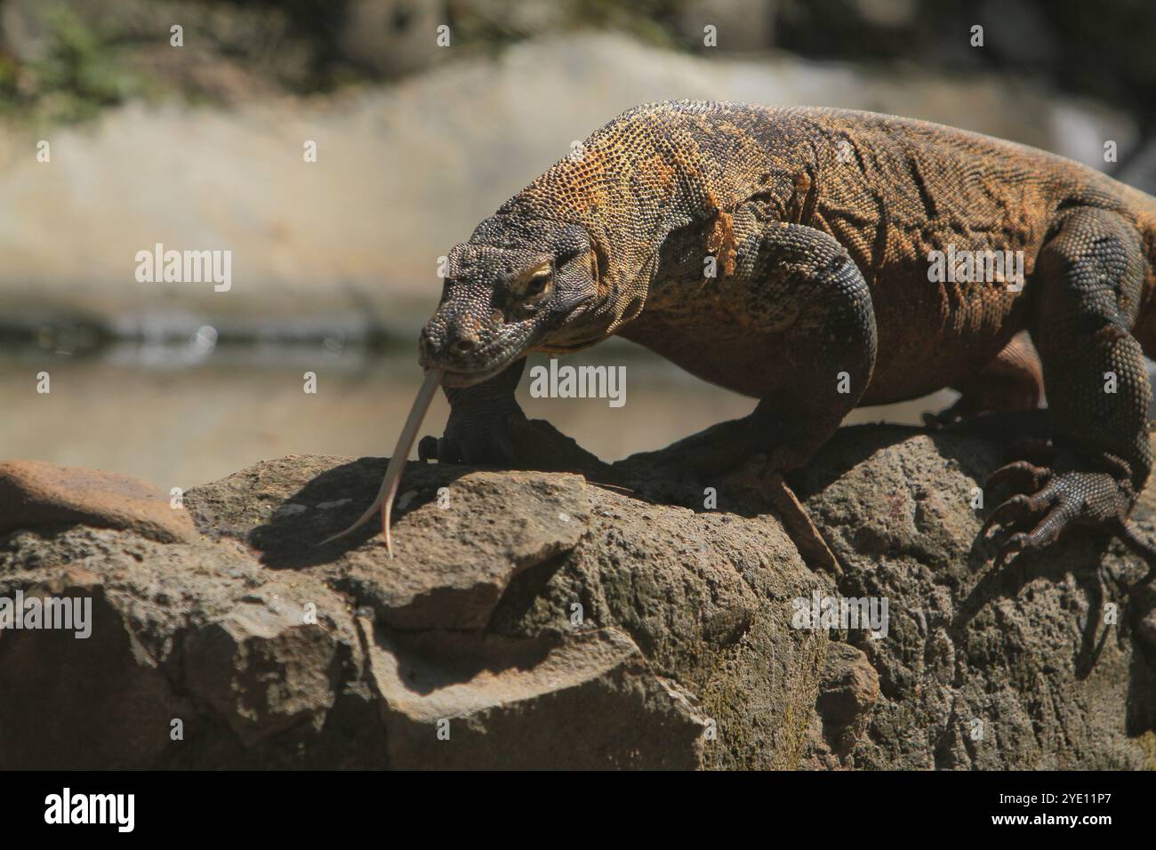 a young Komodo dragon is crawling on the rocks in the morning Stock ...