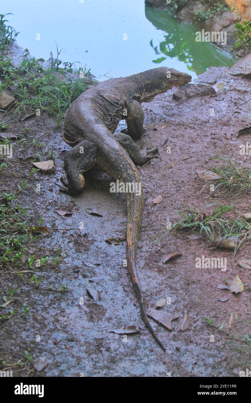a salvator lizard was crawling on the ground towards its wallow Stock ...
