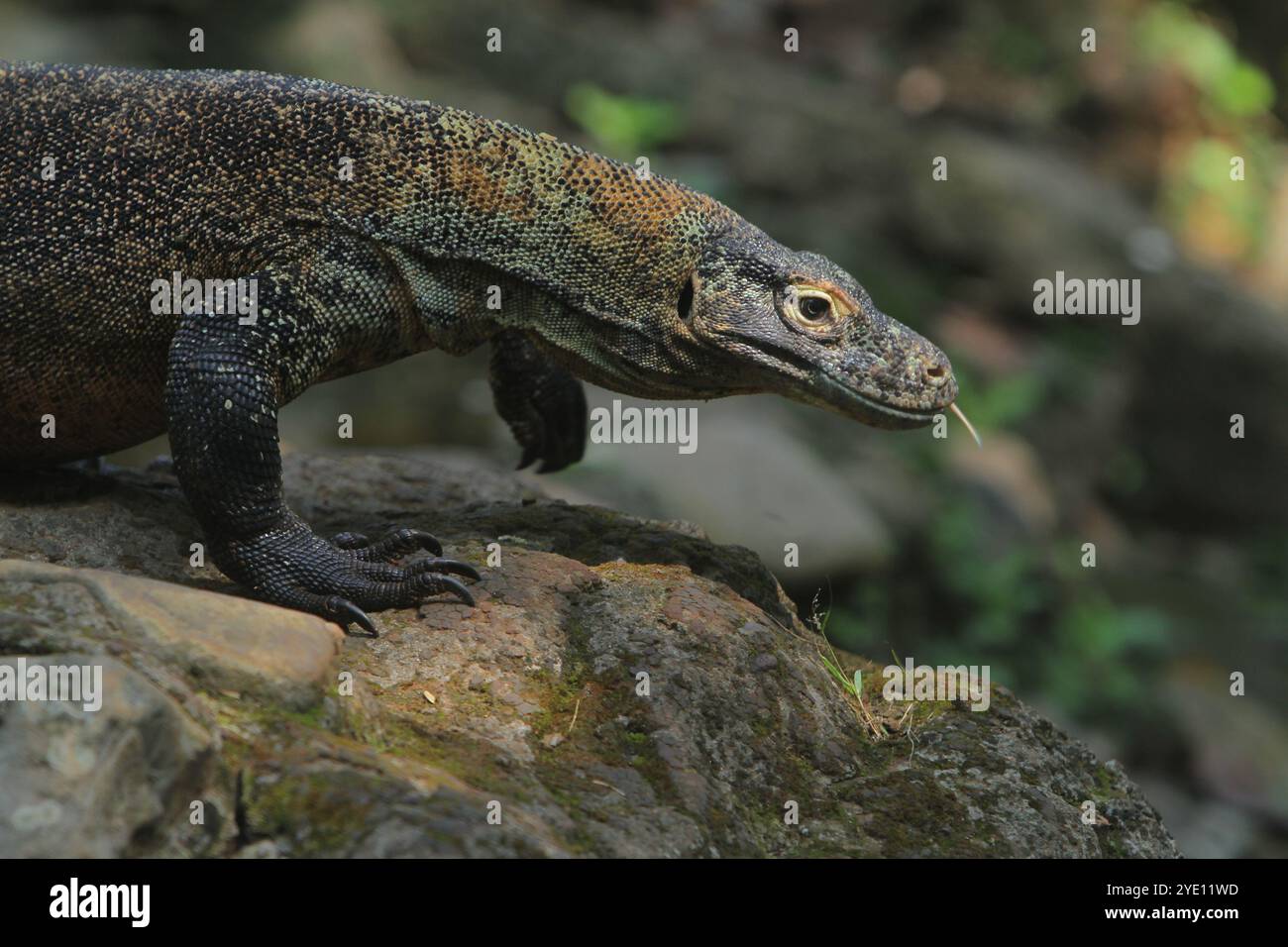 a young Komodo dragon is crawling on the rocks in the morning Stock ...