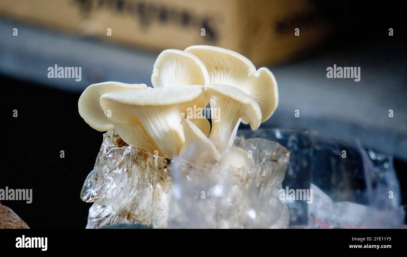 King Oyster Mushroom (Jamur tiram, Pleurotus ostreatus, oyster mushroom ...