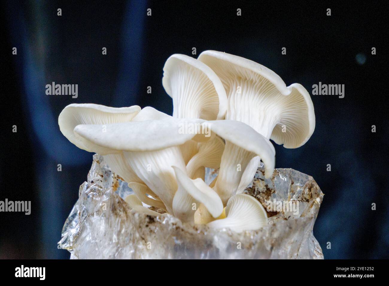 King Oyster Mushroom (Jamur tiram, Pleurotus ostreatus, oyster mushroom ...