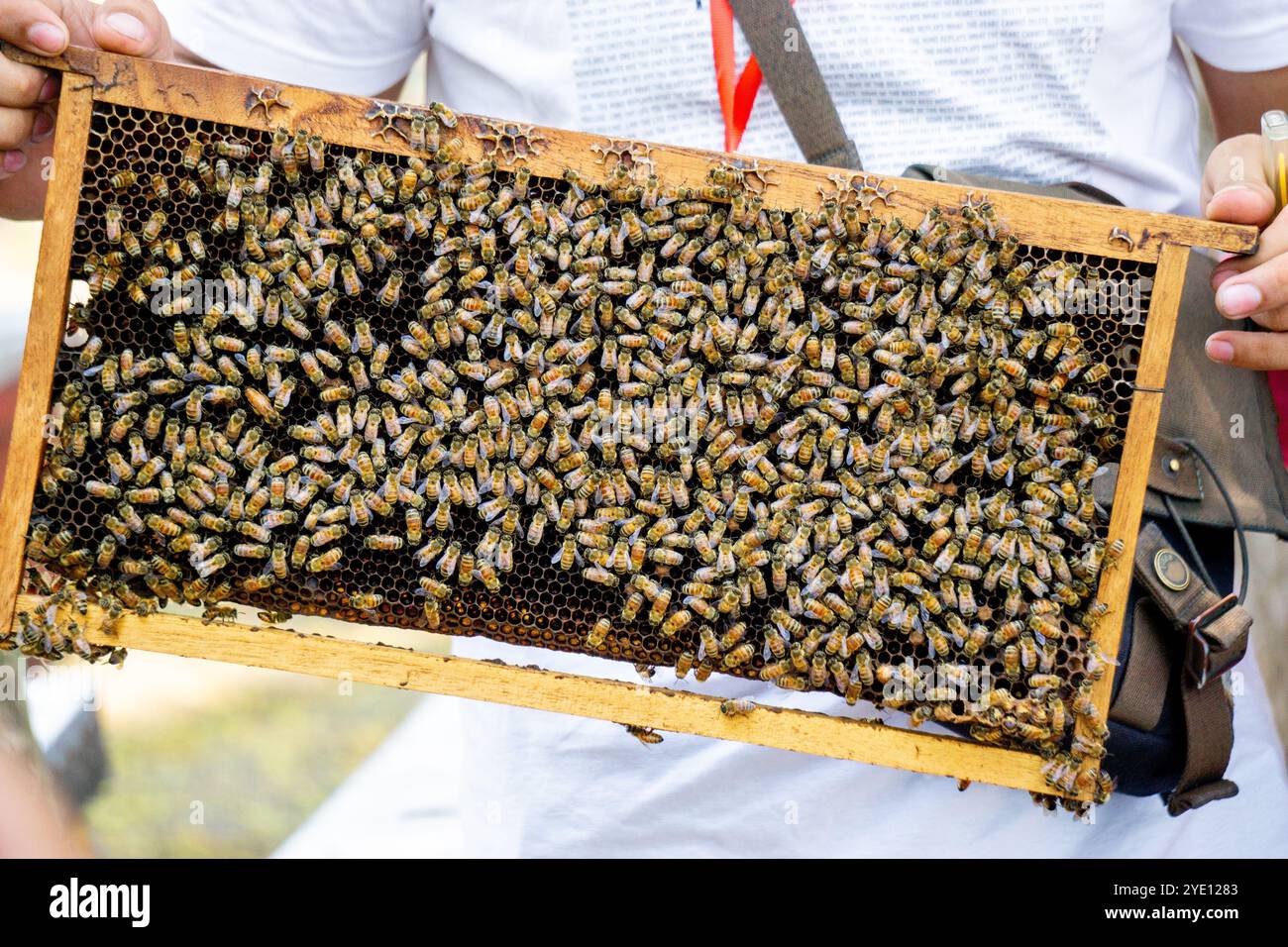 A group of honey bees in their hive. They work to collect nectar as ...
