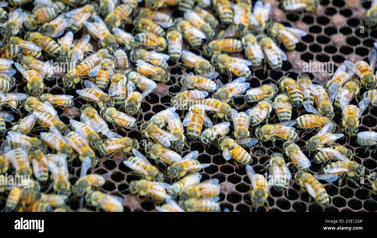 A group of honey bees in their hive. They work to collect nectar as ...