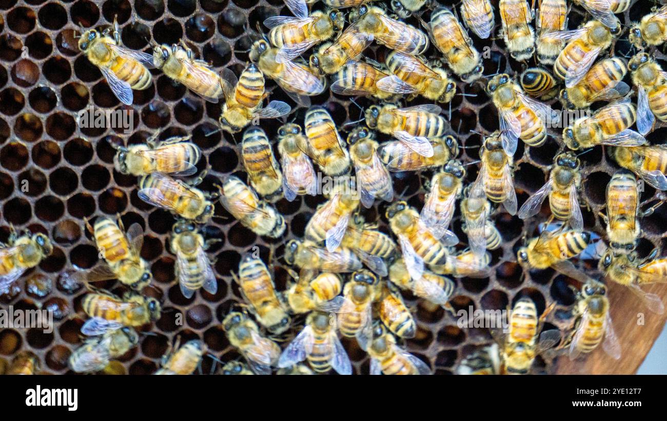 A group of honey bees in their hive. They work to collect nectar as ...