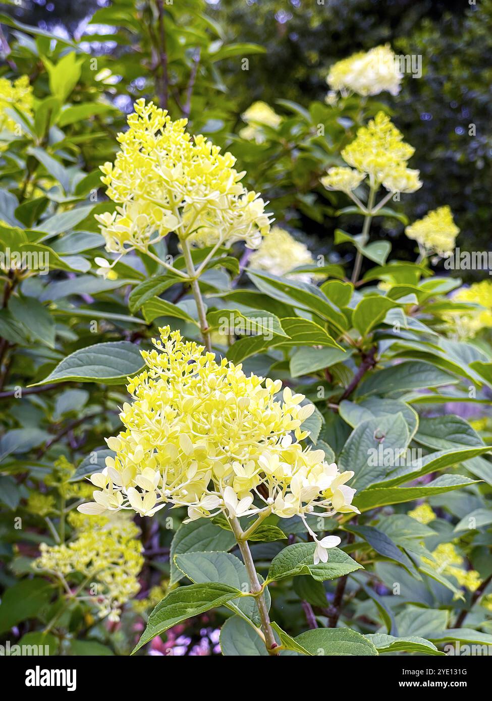 Popular Limelight Hydrangea Flowers and Buds Stock Photo - Alamy