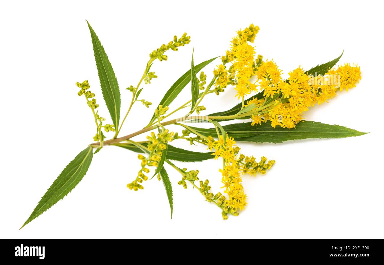 Golden rod plant hi-res stock photography and images - Alamy