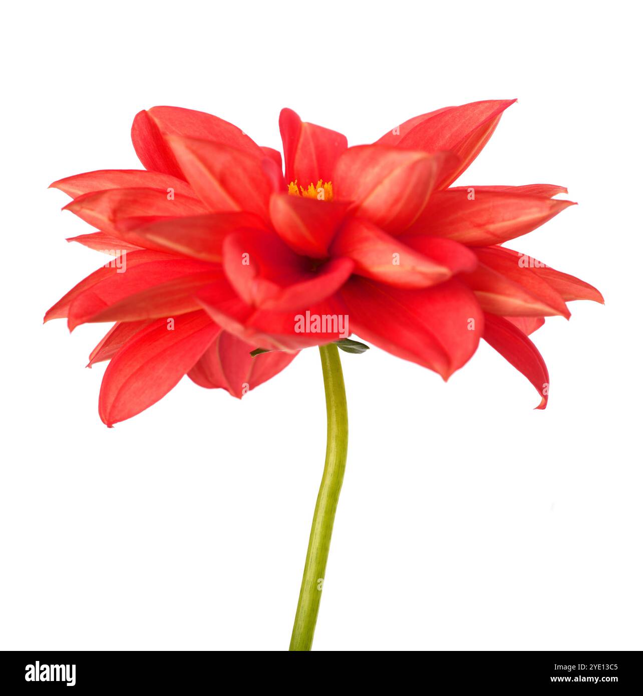 Dhalia pinnata flower isolated on white background Stock Photo - Alamy