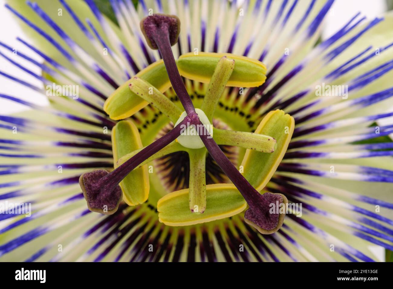 Common passionflower passiflora caerulea hi-res stock photography and ...