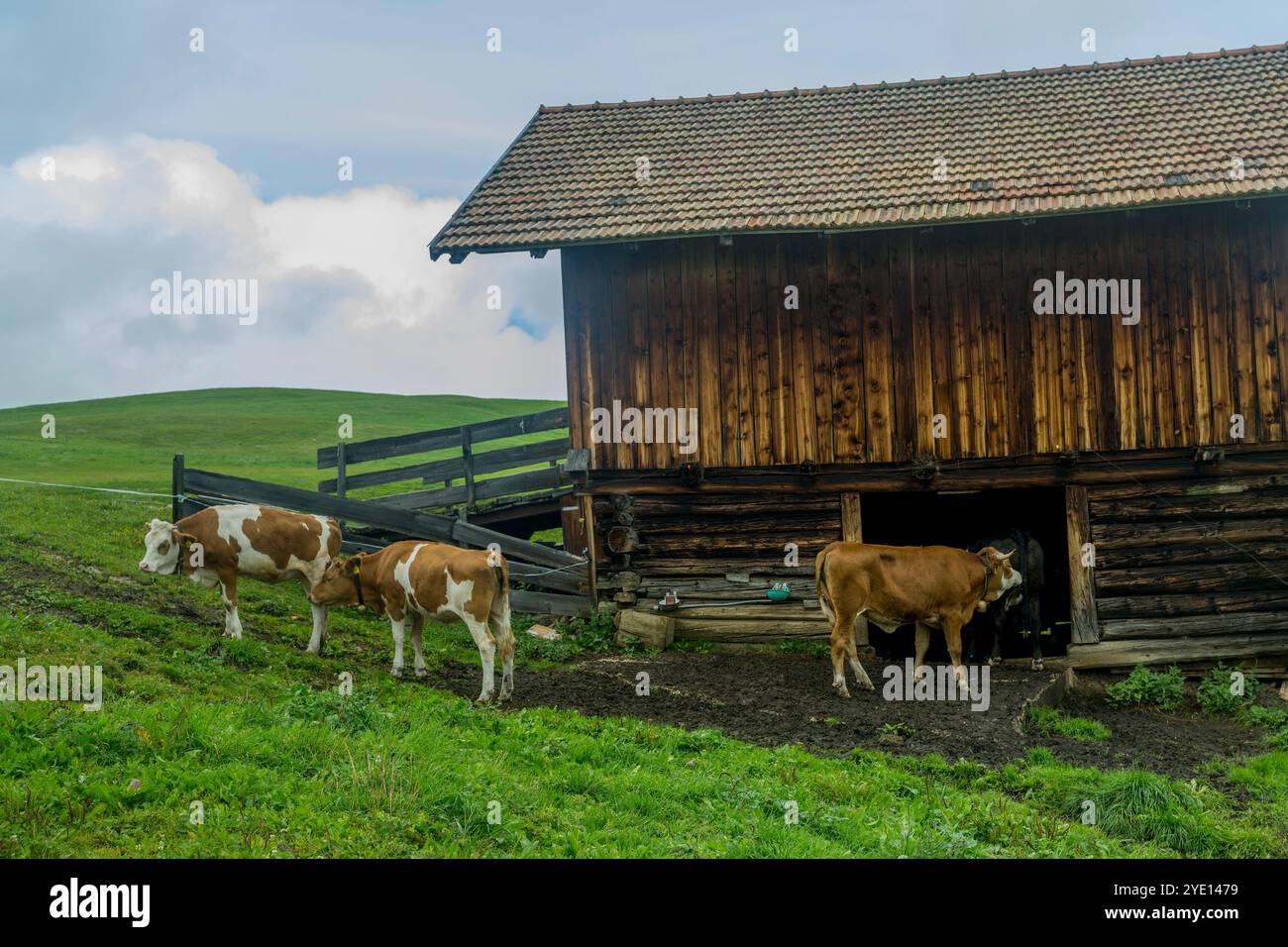 Cows in front of a barn on the Seiser Alm (Alpe di Siusi), the largest ...