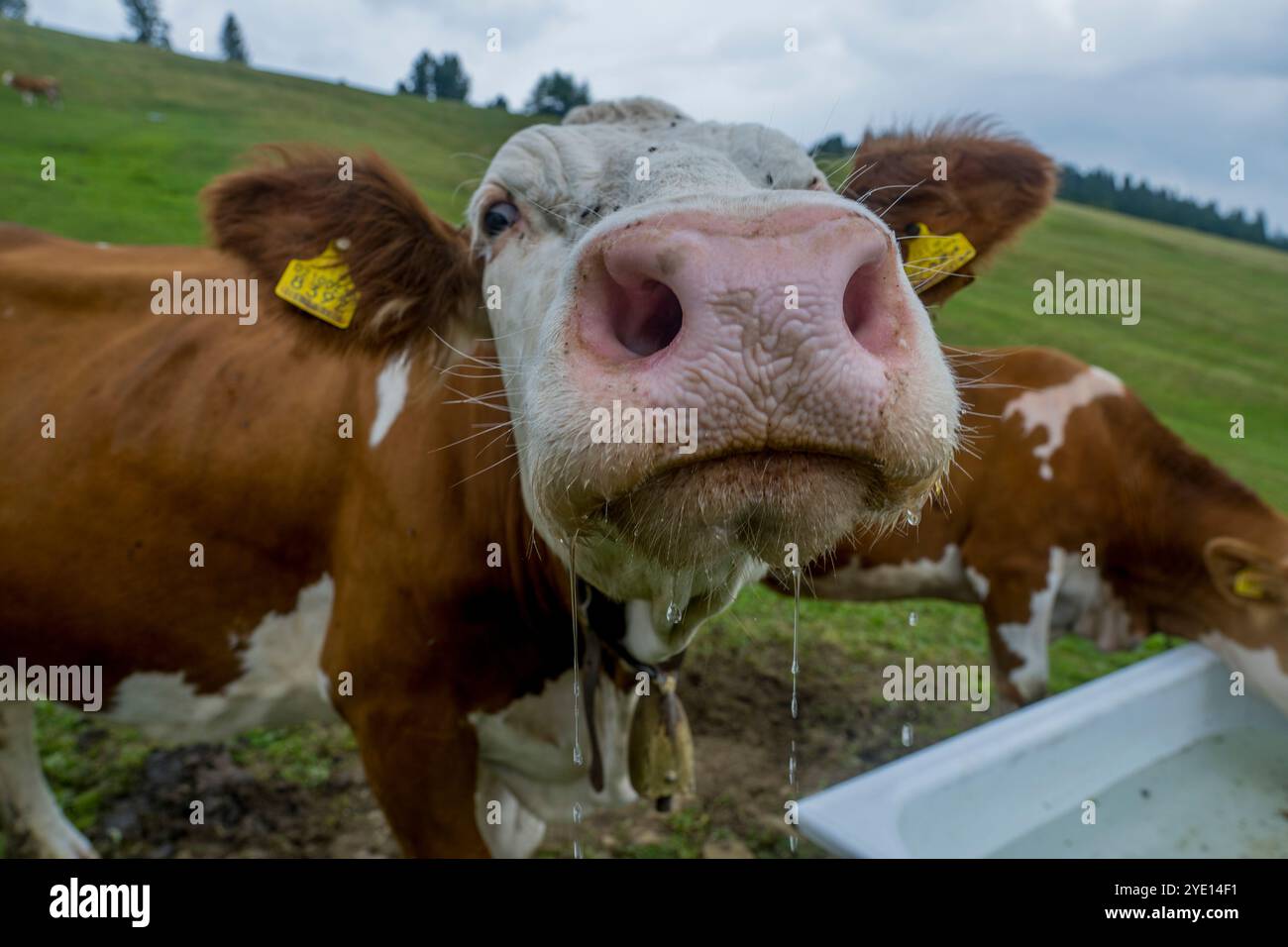 Portrait of a cow in a meadow on the Seiser Alm (Alpe di Siusi), the ...