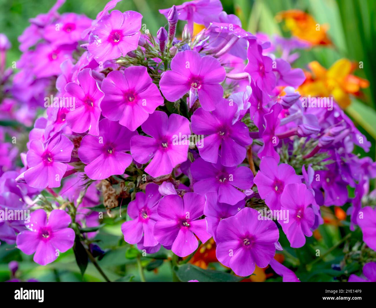 Closeup of Phlox paniculata Purple Flame flowers Stock Photo - Alamy