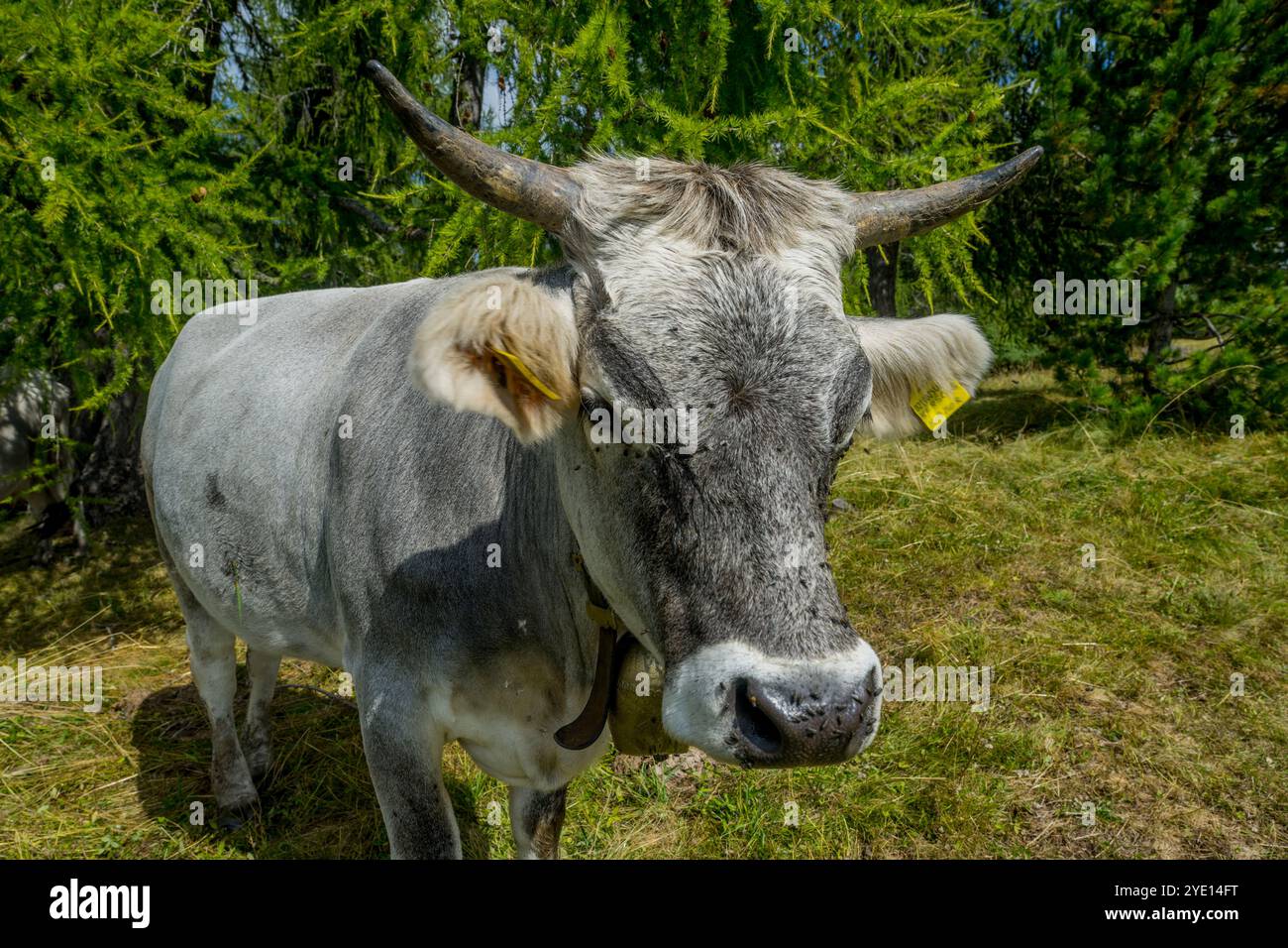 Portrait of a cow in a meadow on the Seiser Alm (Alpe di Siusi), the ...