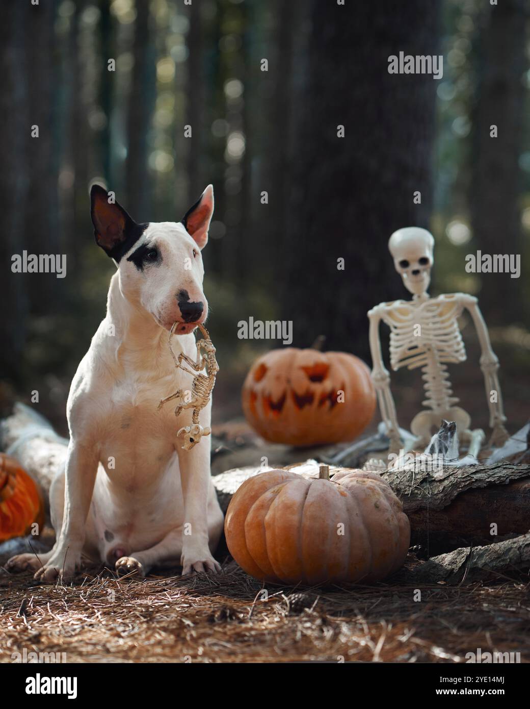 A bull terrier sits outdoors surrounded by Halloween decorations ...