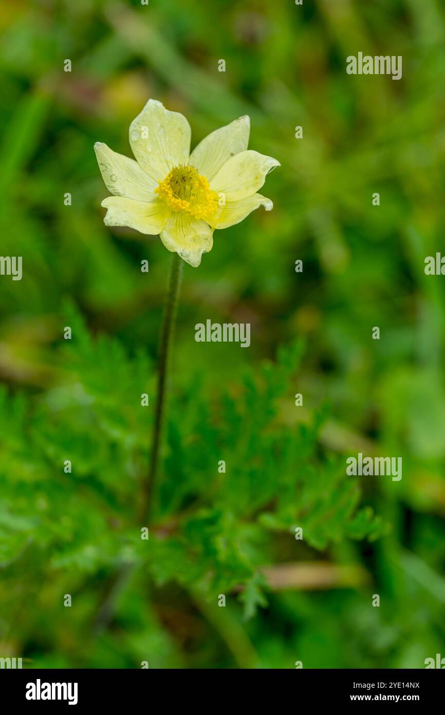 An Anemone multifida flower in a meadow on the Seiser Alm (Alpe di ...