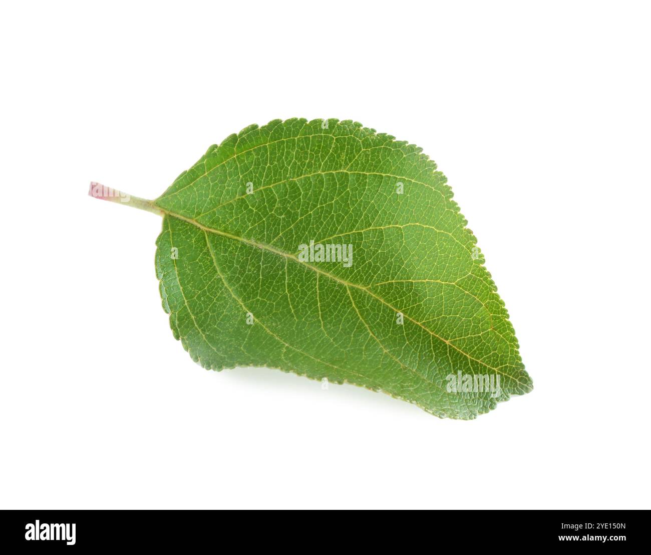 One fresh apple tree leaf isolated on white Stock Photo - Alamy