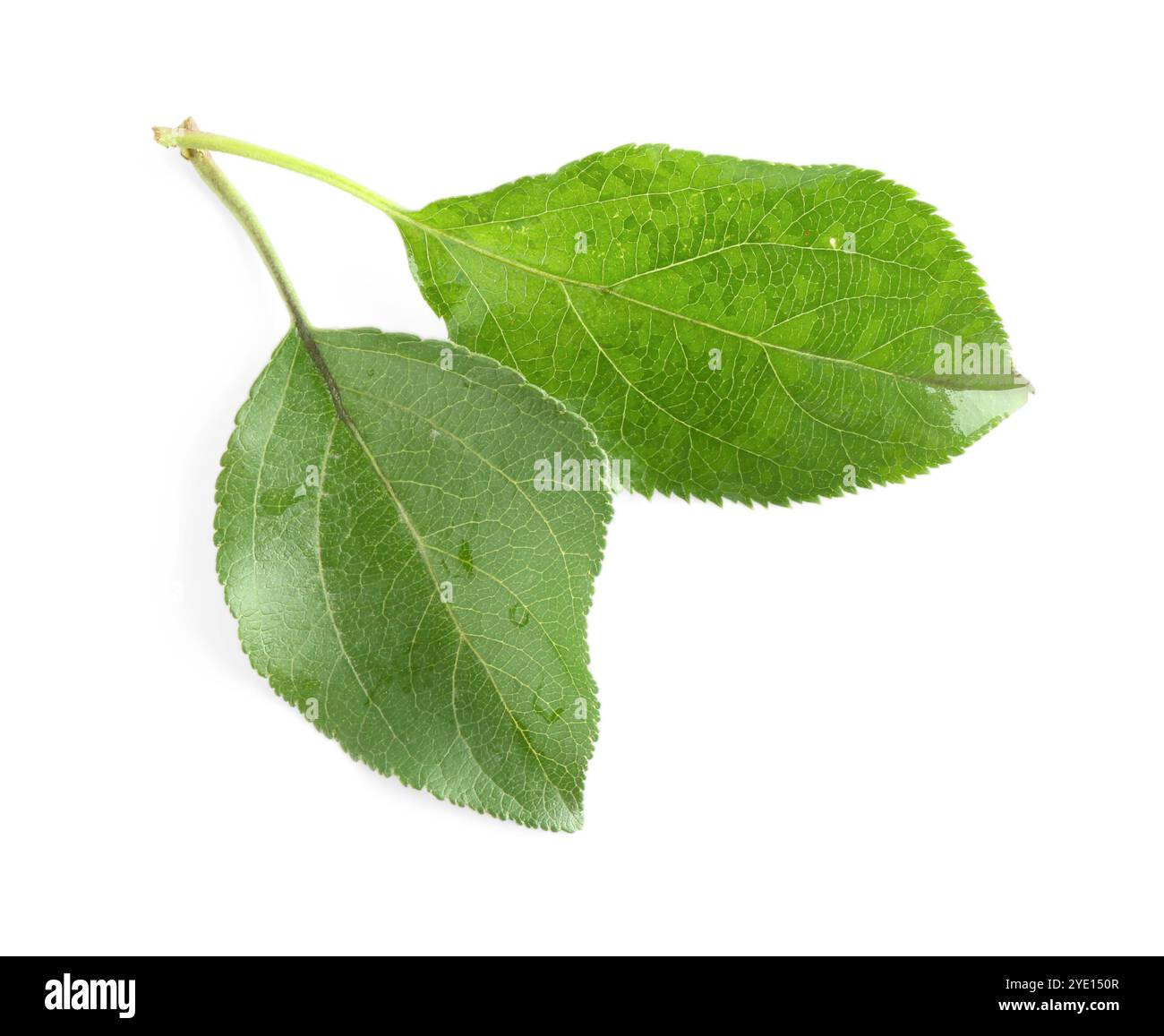 Fresh apple tree leaves isolated on white Stock Photo - Alamy