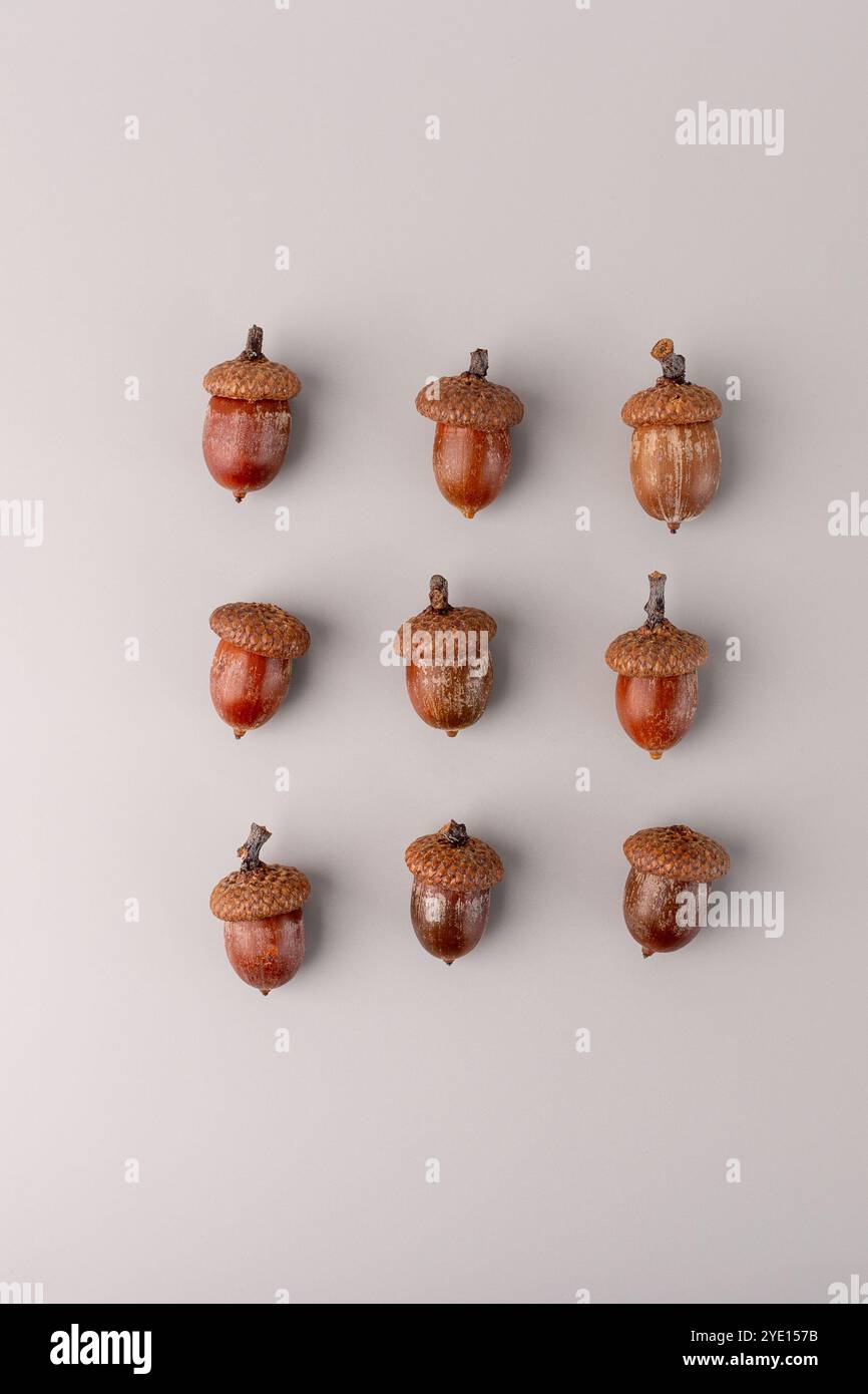 Nine acorns hi-res stock photography and images - Alamy