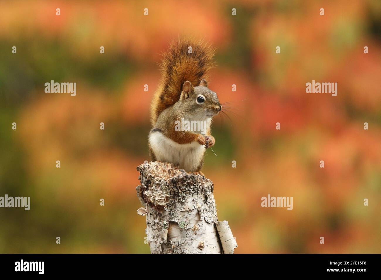 American red squirrel Tamiasciurus hudsonicus in Fall Stock Photo - Alamy