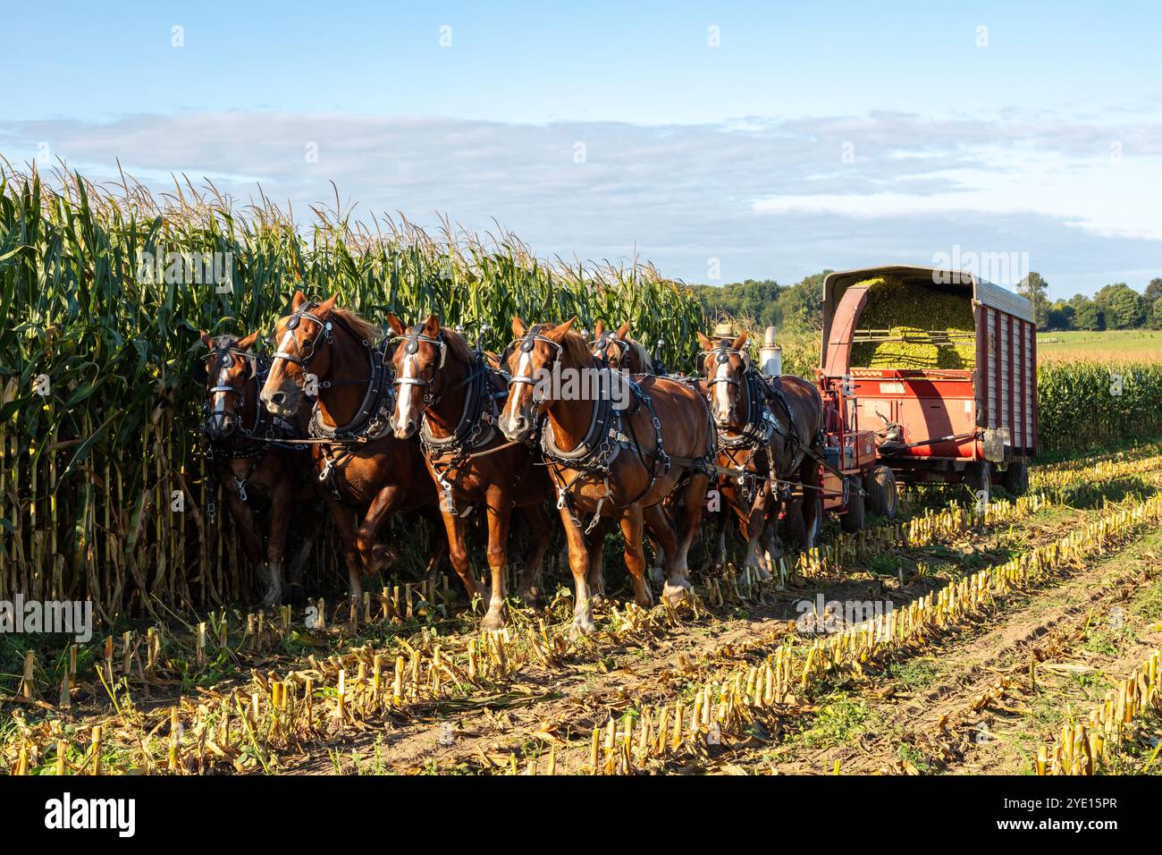 Amish farmer hi-res stock photography and images - Alamy