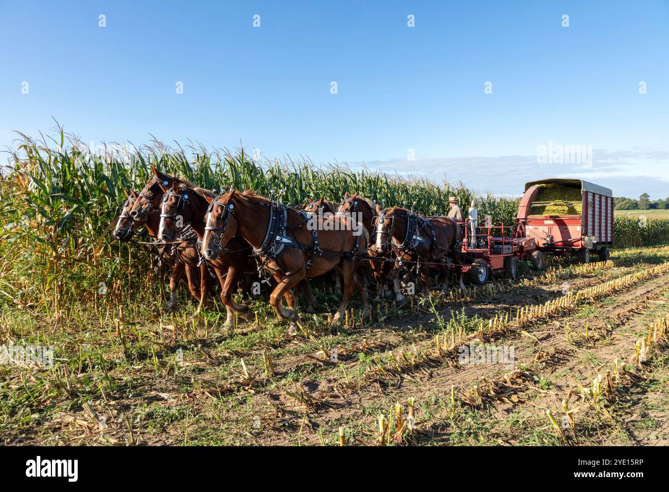 Amish farmer hi-res stock photography and images - Alamy