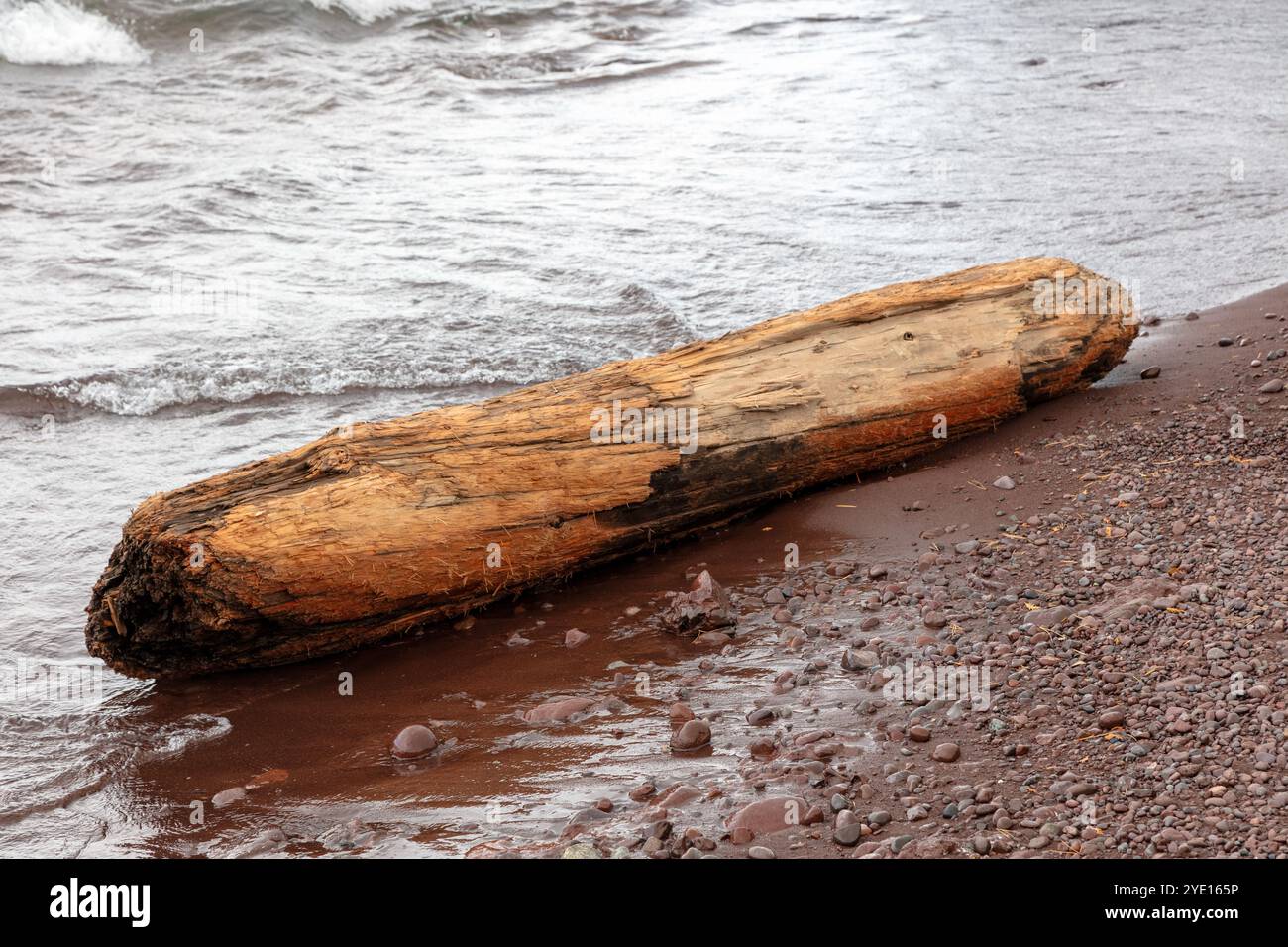 Beached log, old tree trunk, Lake Superior shoreline, Upper Peninsula ...