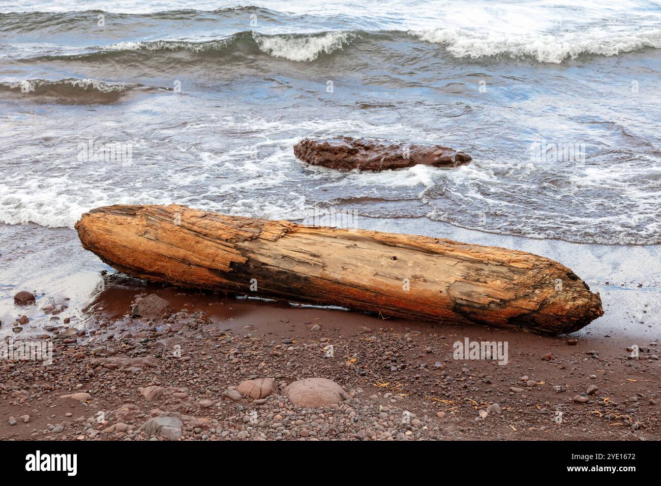 Beached log, old tree trunk, Lake Superior shoreline, Upper Peninsula ...