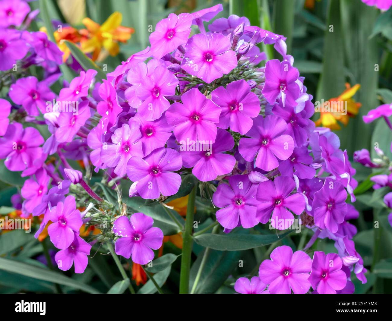 Closeup of Phlox paniculata Purple Flame flowers Stock Photo - Alamy