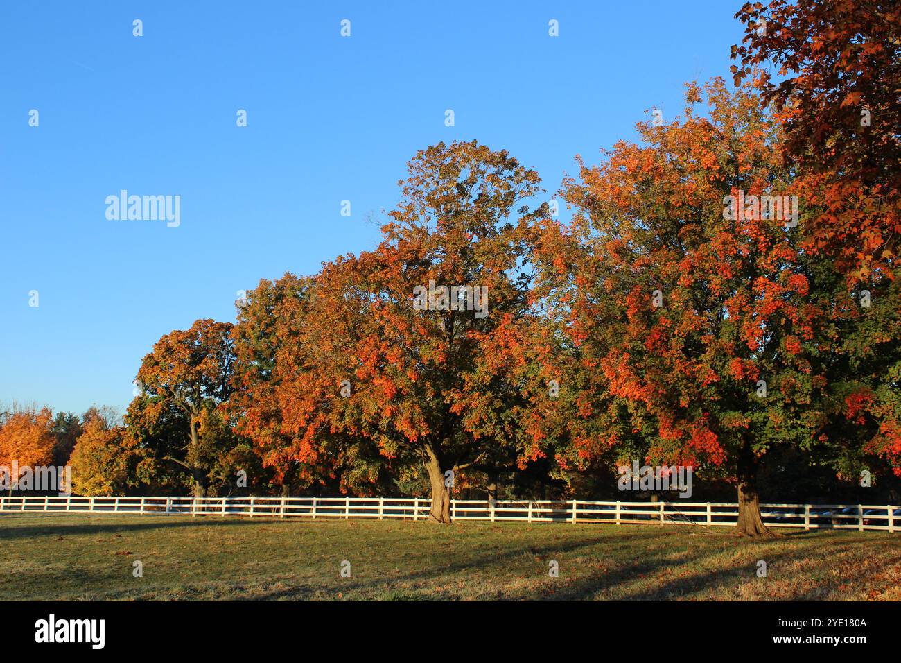 Oaks with fall colors behind a white post and rail fence at Danada ...