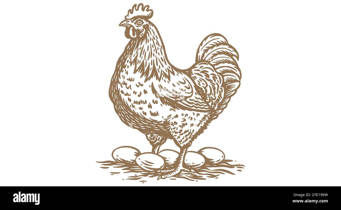 Hen sketch Stock Vector Images - Alamy