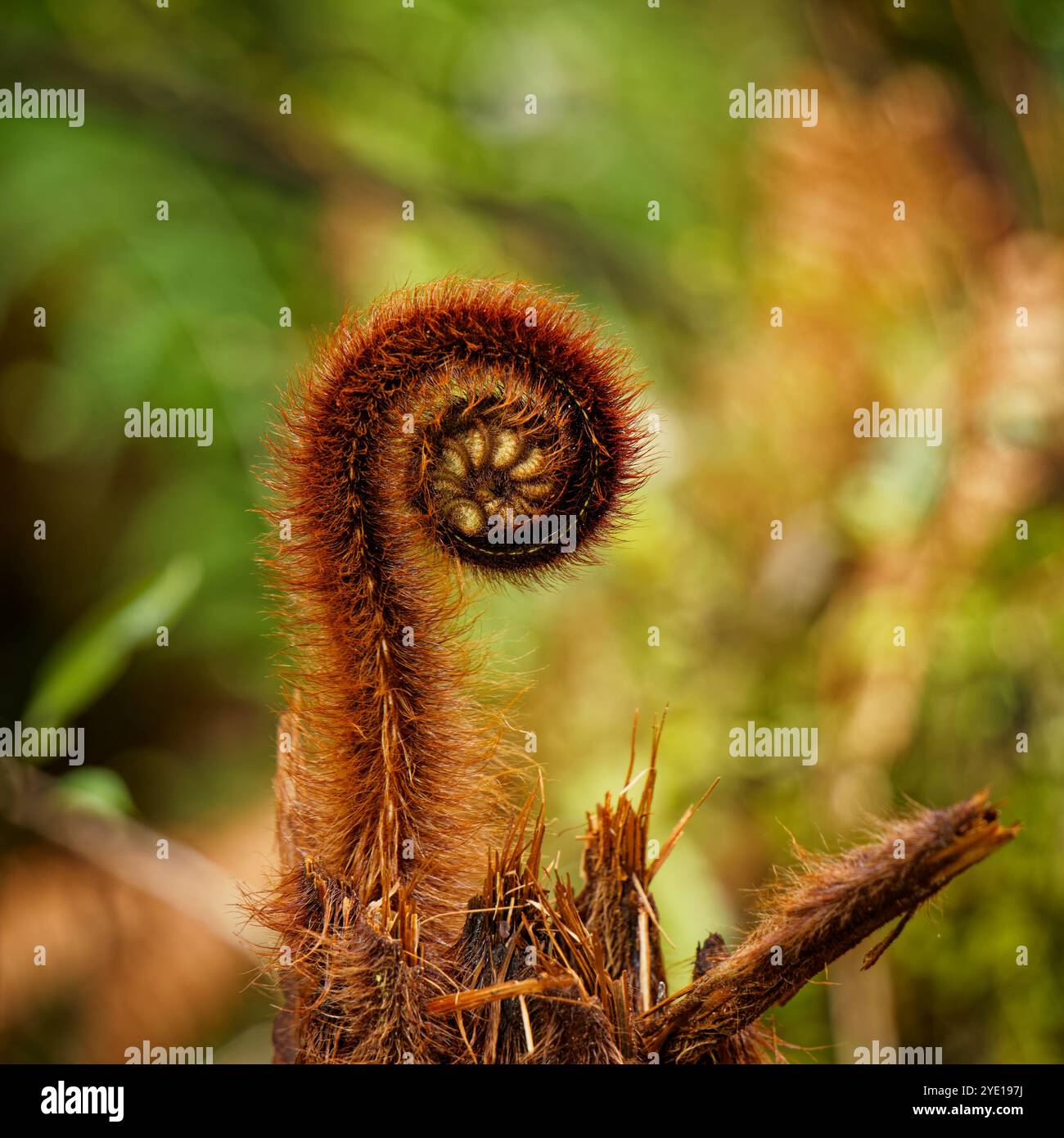 Close up of a new fern frond called a koru just starting to unfurl into ...