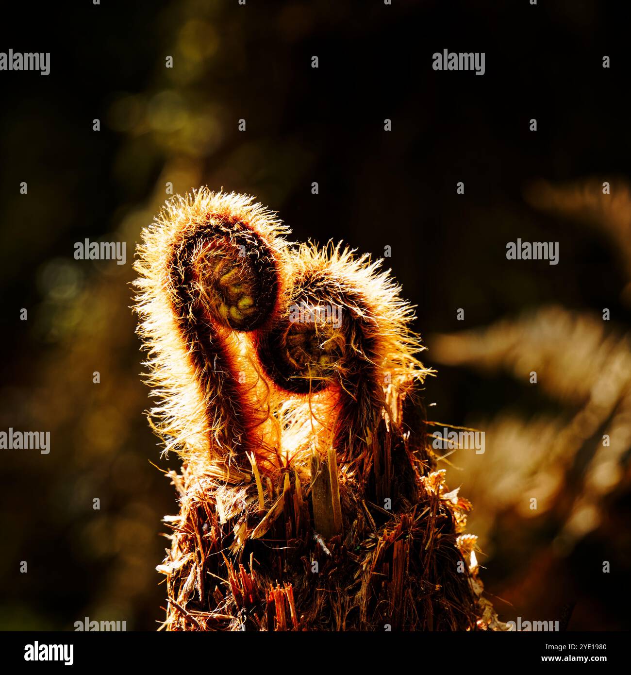 Close up, a pair of backlit fern fronds or koru, looking like a couple ...