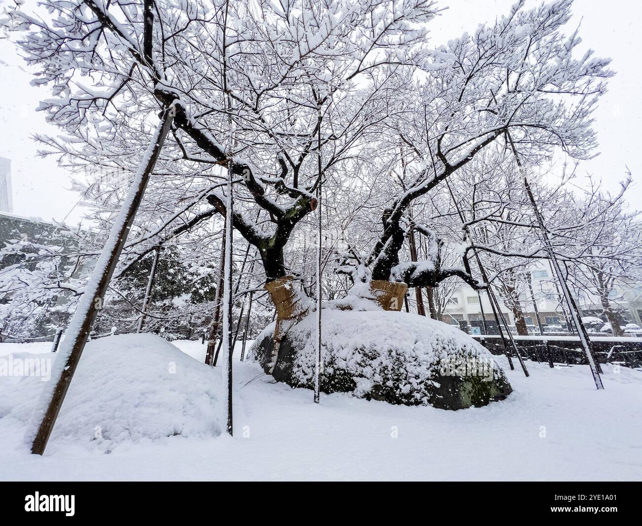 The Rock-Breaking or Rock-Splitting Cherry Tree (Ishiwarizakura ...